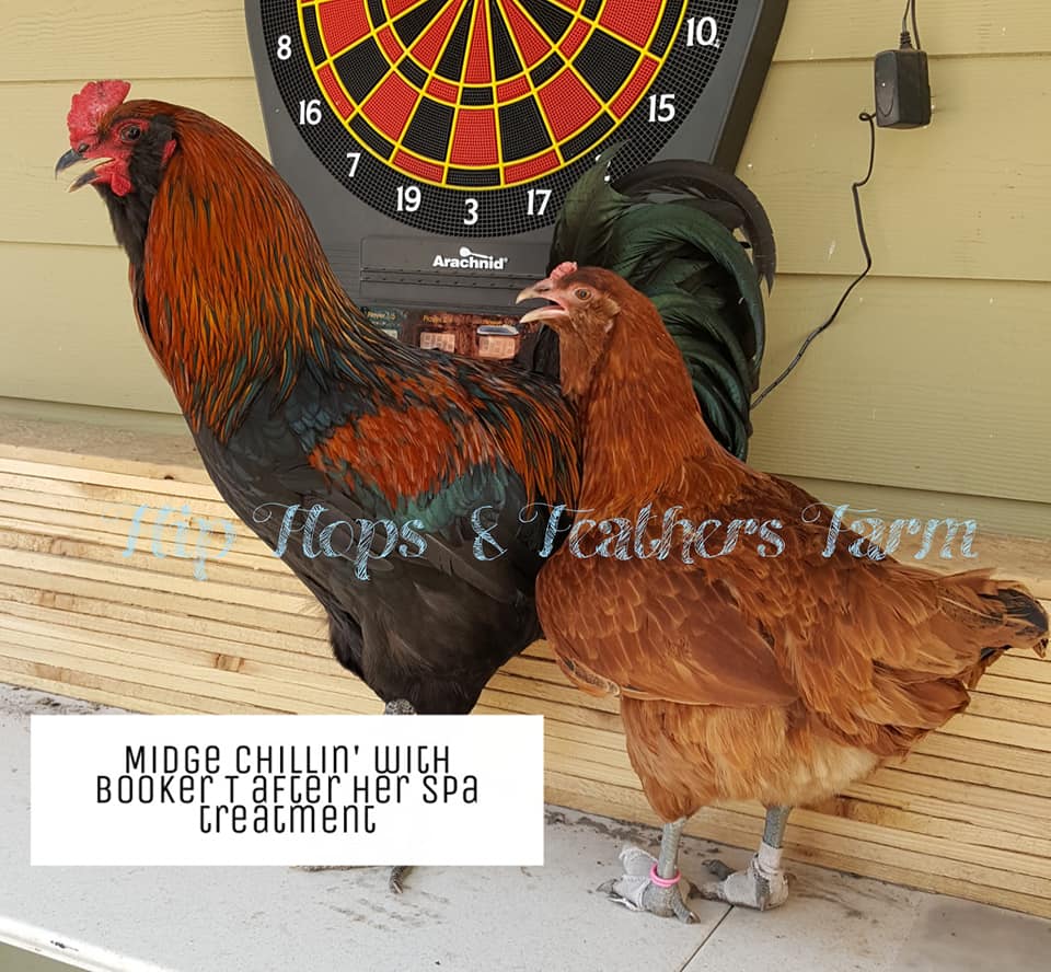 Bumblefoot (Pododermatitis) – RVO Vet Corner Files