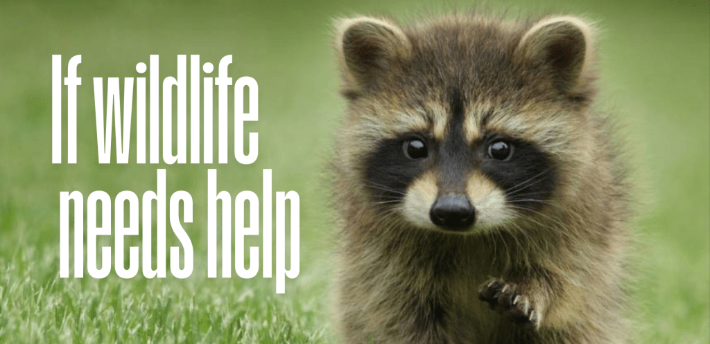 Injured Wild Animal, Orphaned or Injured Baby Wild Animal: How to Help ...