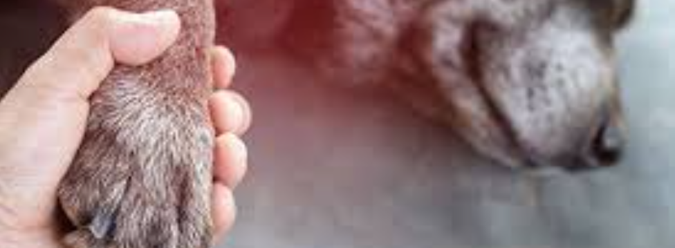 Euthanasia Process: What you need to know – RVO Vet Corner Files