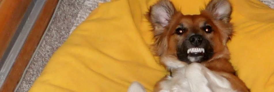 Growl: WhatYou Need To Know – RVO Vet Corner Files