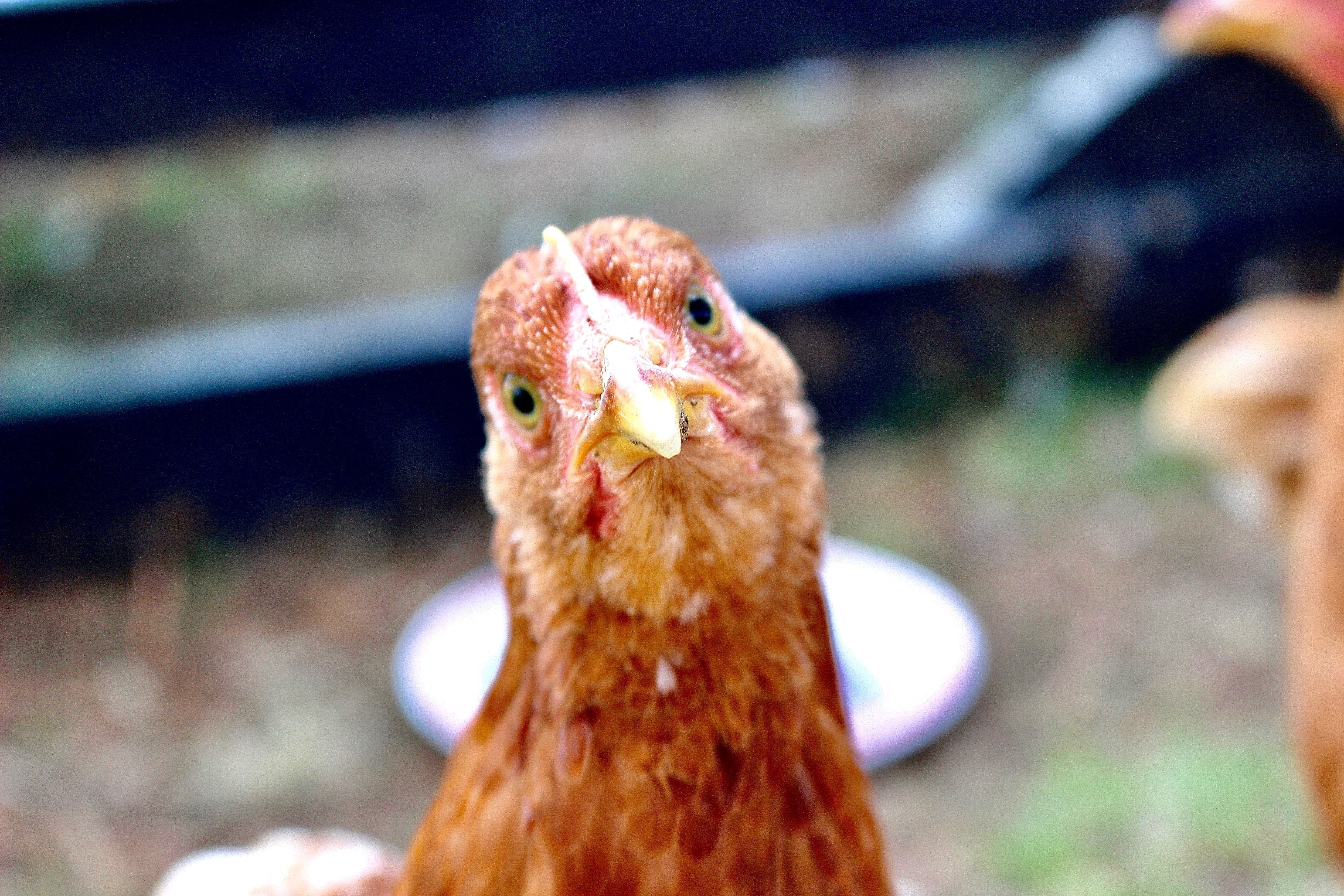 Swollen Head Syndrome – RVO Vet Corner Files