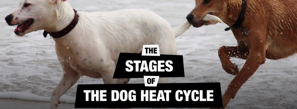 Heat Cycle: Dog Stages – RVO Vet Corner Files