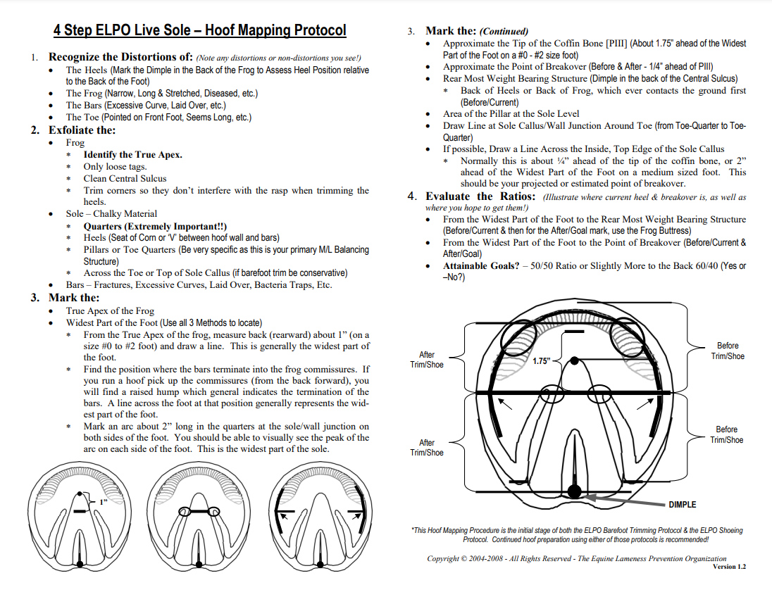 Hoof Mapping Protocol: ELPO 4-Step – RVO Vet Corner Files