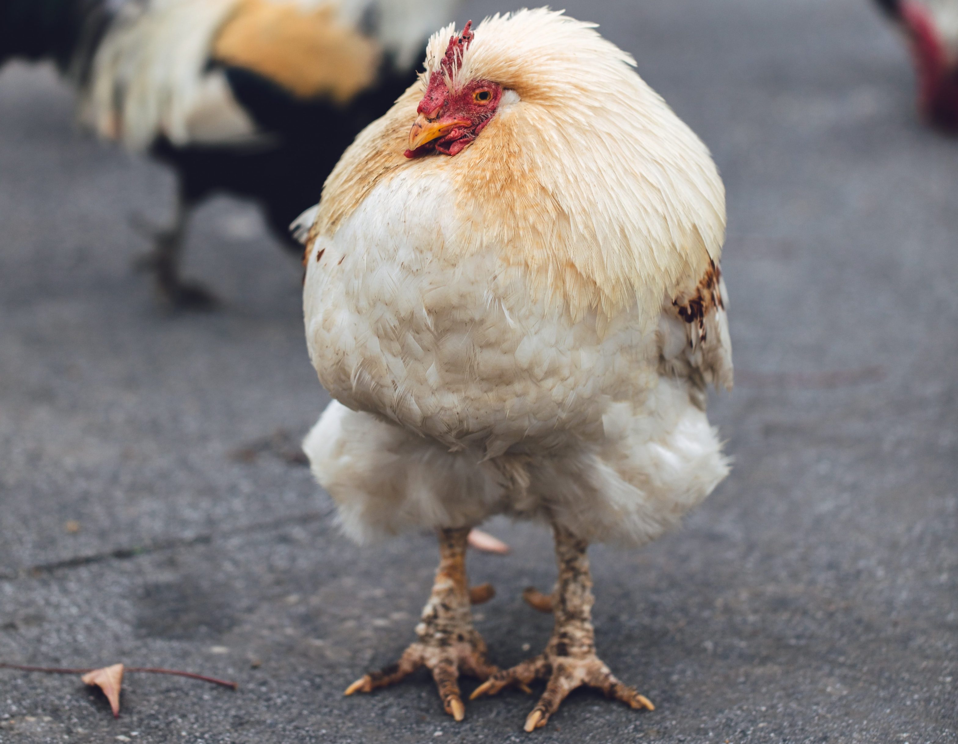 Bumblefoot (Pododermatitis) – RVO Vet Corner Files