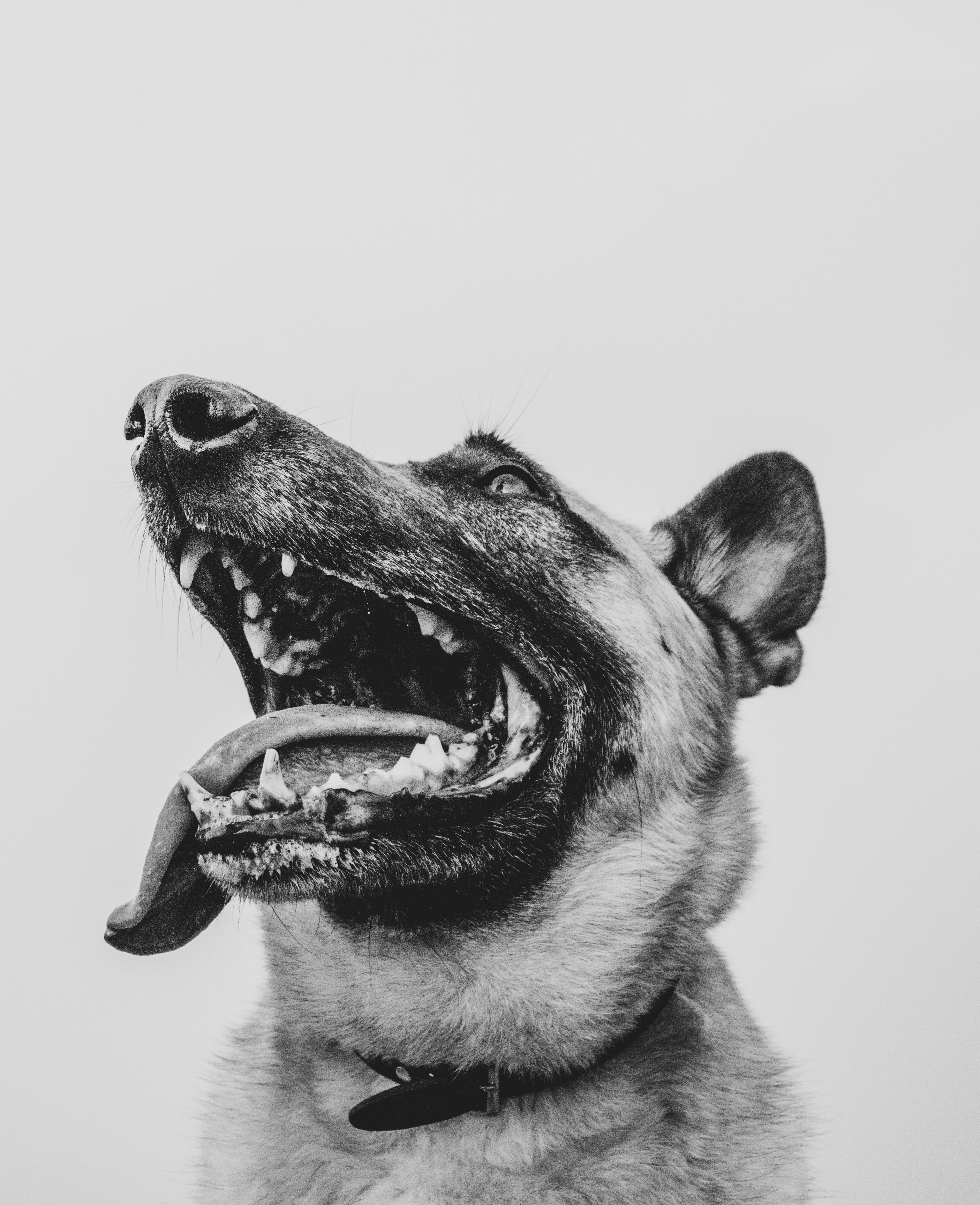 Papillomas in Dogs – RVO Vet Corner Files