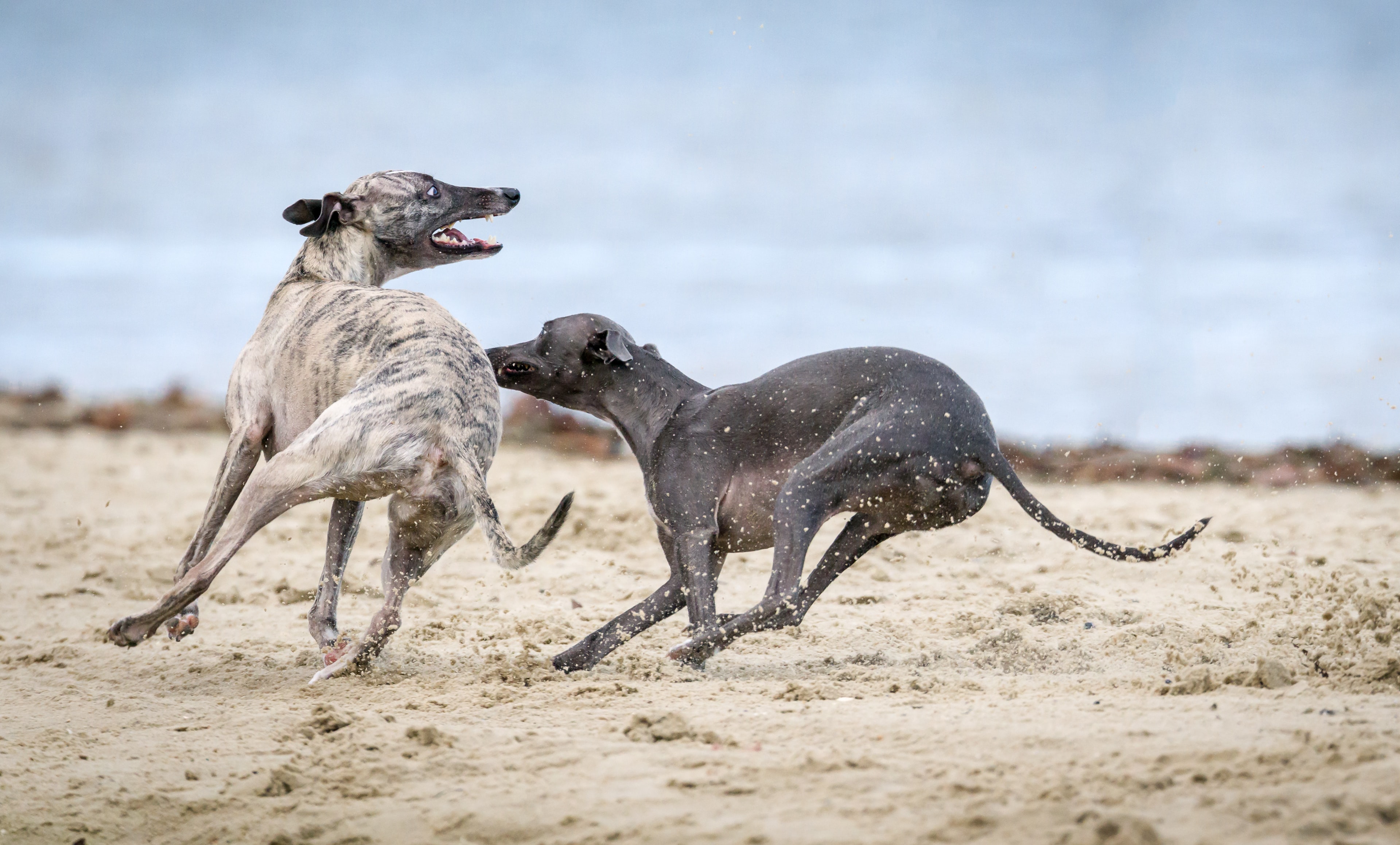 Dog Attacks: What You Need to Know – RVO Vet Corner Files