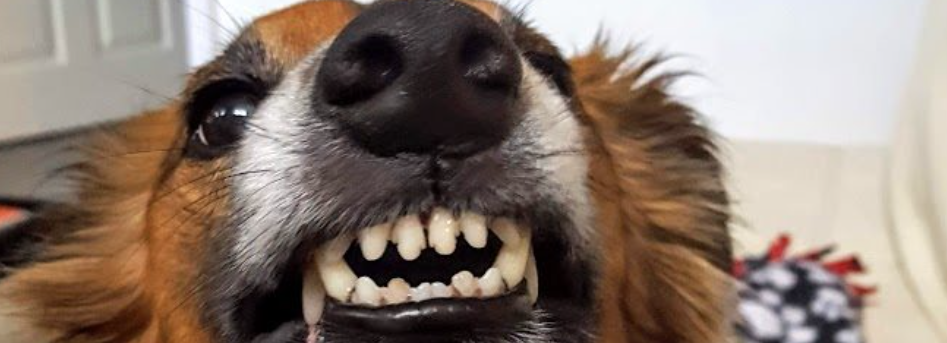 Fear of Men – RVO Vet Corner Files