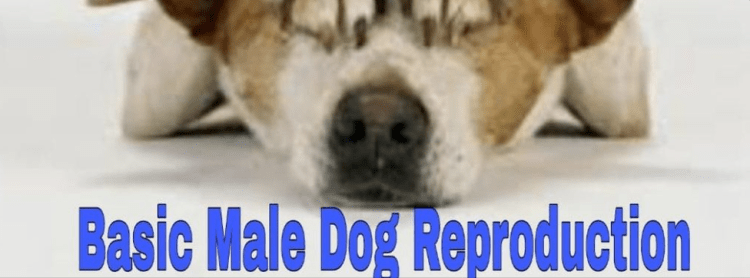 Male Dog Reproduction: Basics – RVO Vet Corner Files