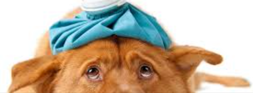 Signs that Your Dog is Ill and Needs Veterinary Care – RVO Vet Corner Files