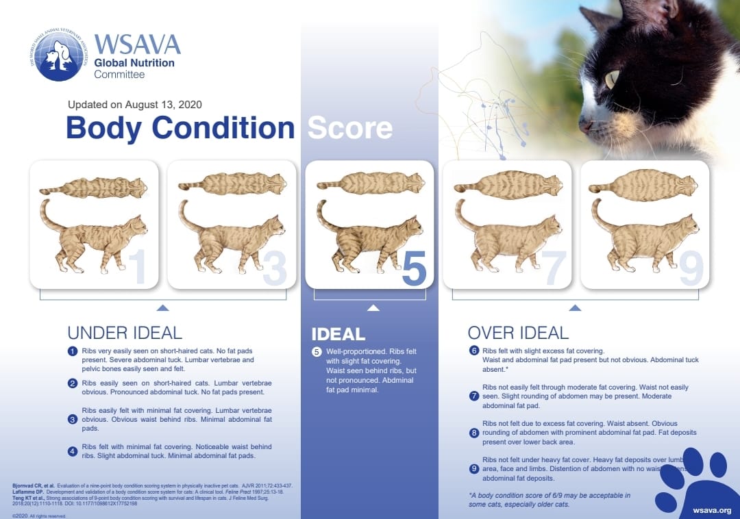 Body Condition Score: WSAVAA – RVO Vet Corner Files