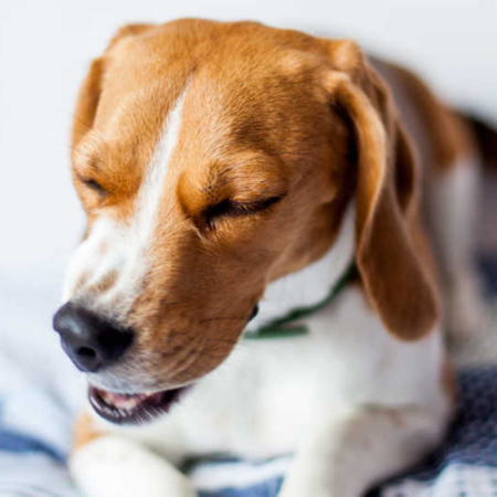 Reverse Sneezing: What You Need to Know – RVO Vet Corner Files