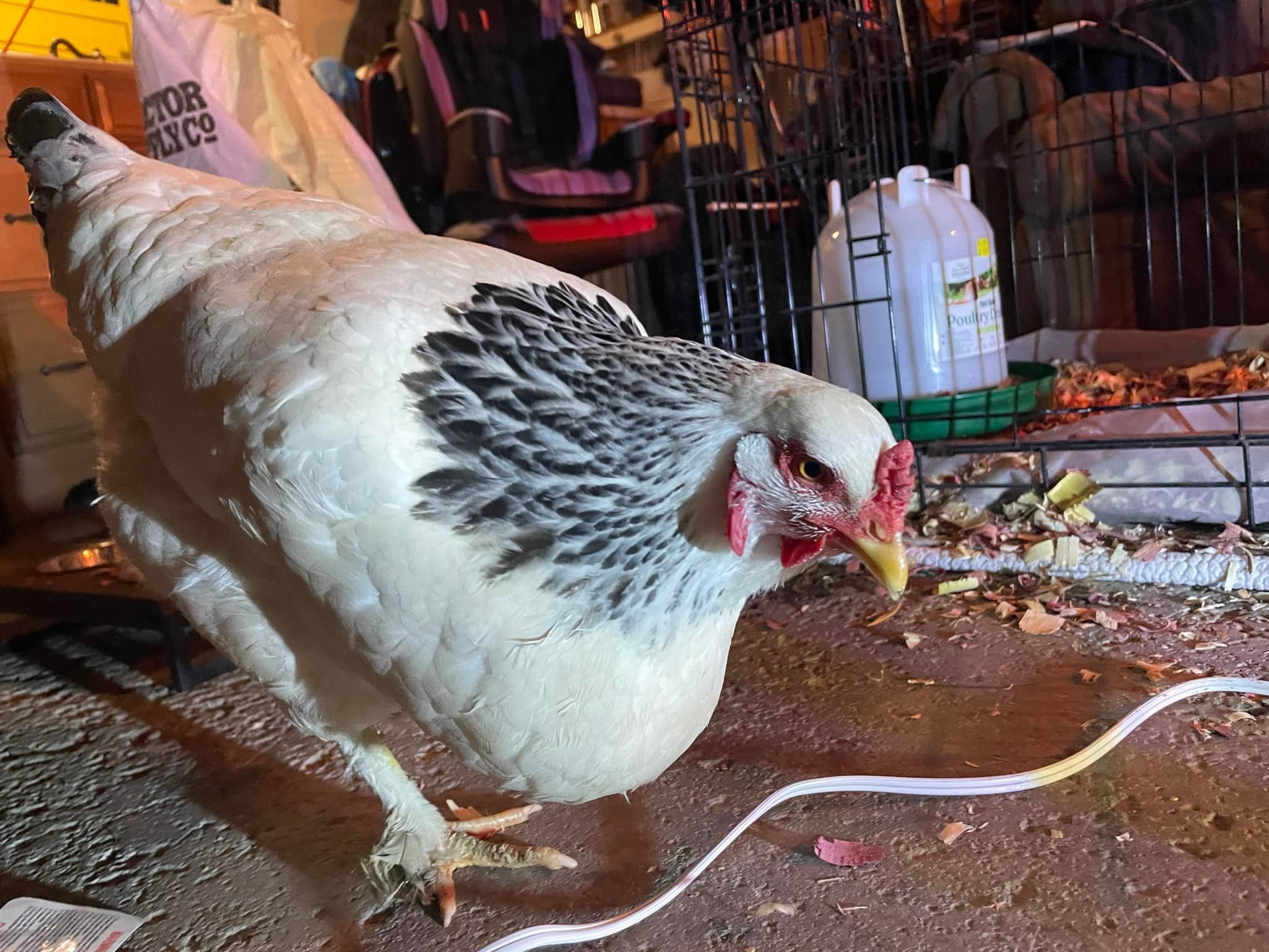 Candidiasis (Sour Crop) – RVO Vet Corner Files