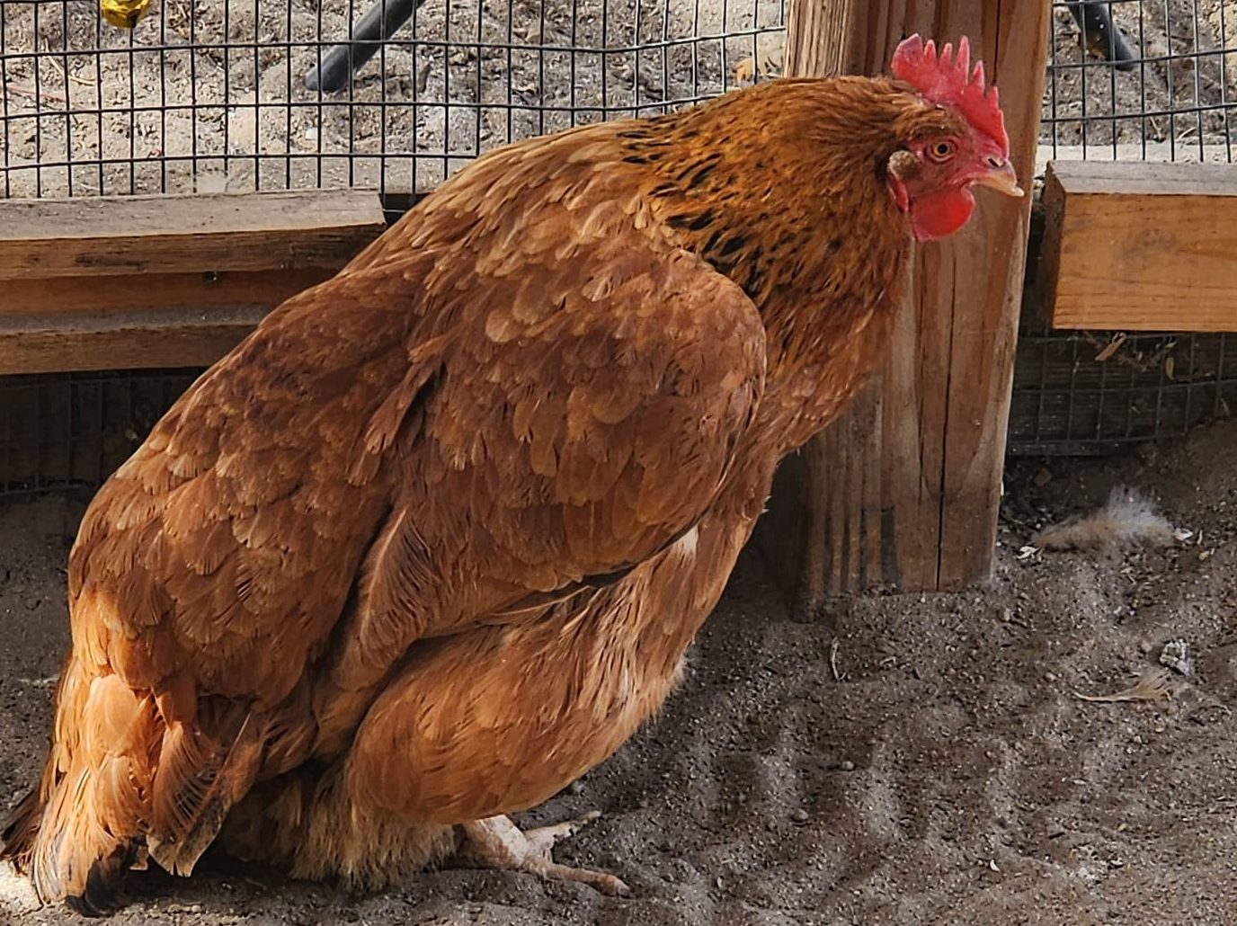 Ascites Syndrome (Water Belly) – RVO Vet Corner Files