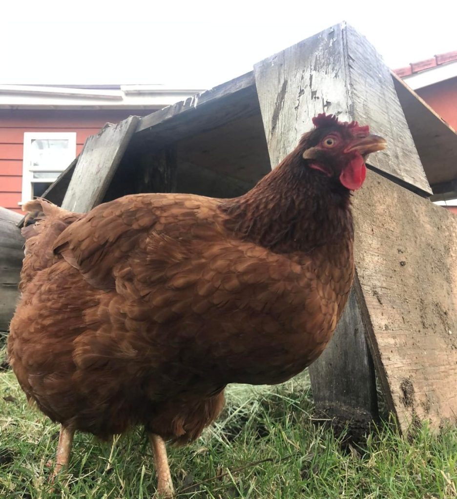 Candidiasis (Sour Crop) – RVO Vet Corner Files