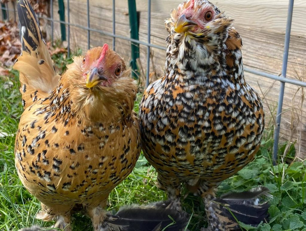 Canker (Trichomonosis) – RVO Vet Corner Files