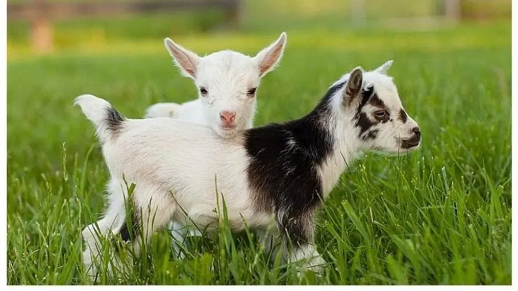 Keeping A Sick/Weak/Preemie Goat kid Up Sternal: How To – RVO Vet ...