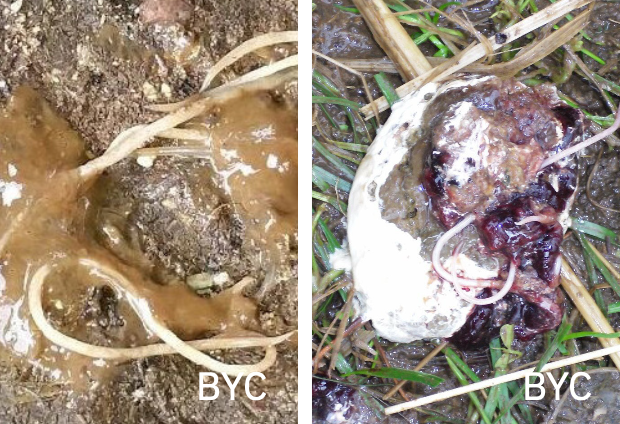 Poultry Fecal Analysis (Poop) – RVO Vet Corner Files