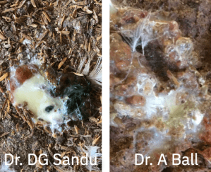 Poultry Fecal Analysis (Poop) – RVO Vet Corner Files