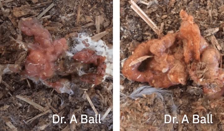 Poultry Fecal Analysis (Poop) – RVO Vet Corner Files