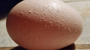 Chicken Eggs: What to know – RVO Vet Corner Files