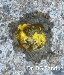 Poultry Fecal Analysis (Poop) – RVO Vet Corner Files