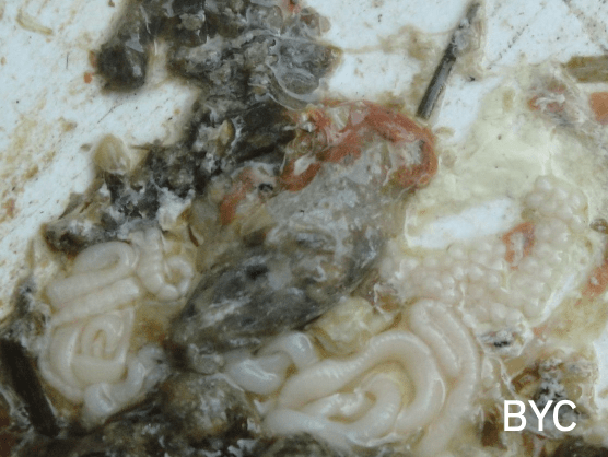 Poultry Fecal Analysis (Poop) – RVO Vet Corner Files