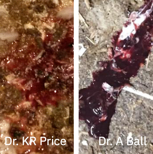 Poultry Fecal Analysis (Poop) – RVO Vet Corner Files