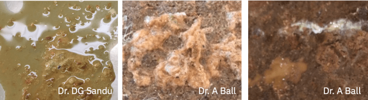 Poultry Fecal Analysis (Poop) – RVO Vet Corner Files