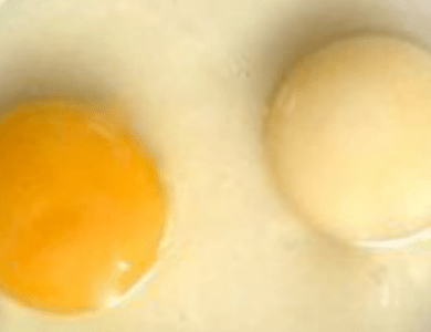 Egg Yolk: What To know – RVO Vet Corner Files