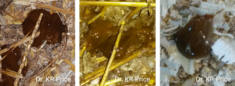 Poultry Fecal Analysis (Poop) – RVO Vet Corner Files