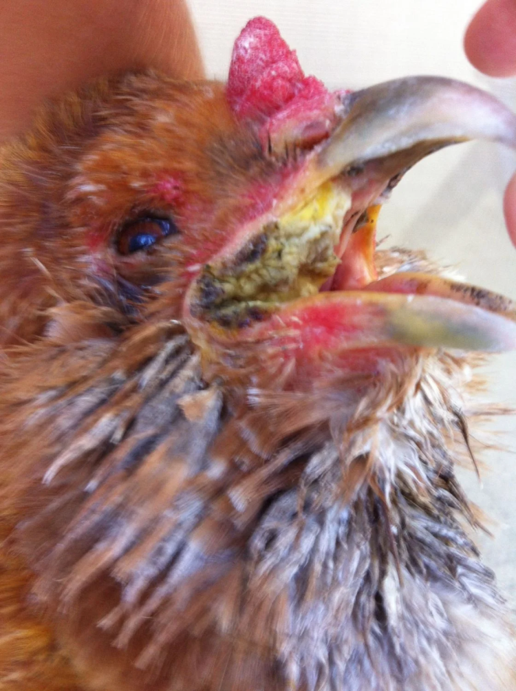 Canker (Trichomonosis) – RVO Vet Corner Files