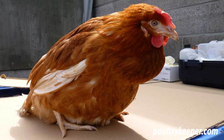 Coelomitis (Egg yolk peritonitis) – RVO Vet Corner Files