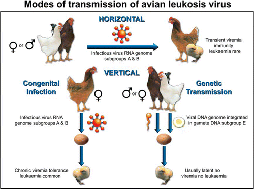 Avian Leukosis in Poultry – RVO Vet Corner Files