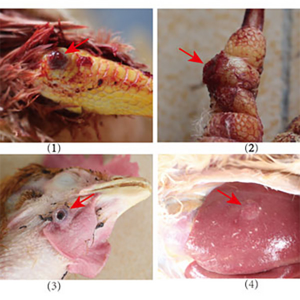 Avian Leukosis in Poultry – RVO Vet Corner Files