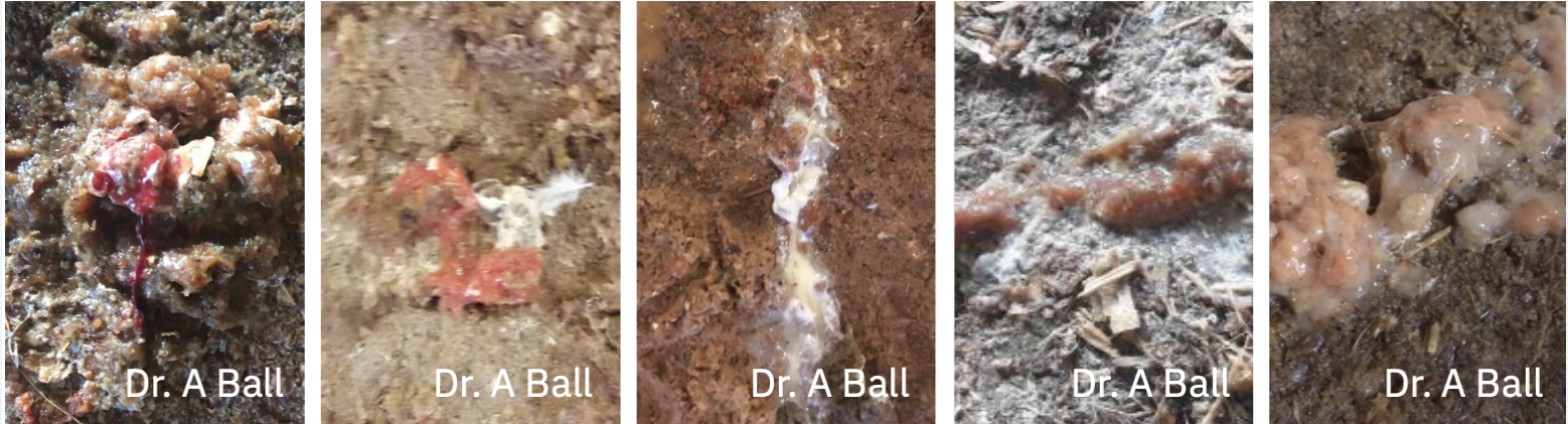 Poultry Fecal Analysis (Poop) – RVO Vet Corner Files