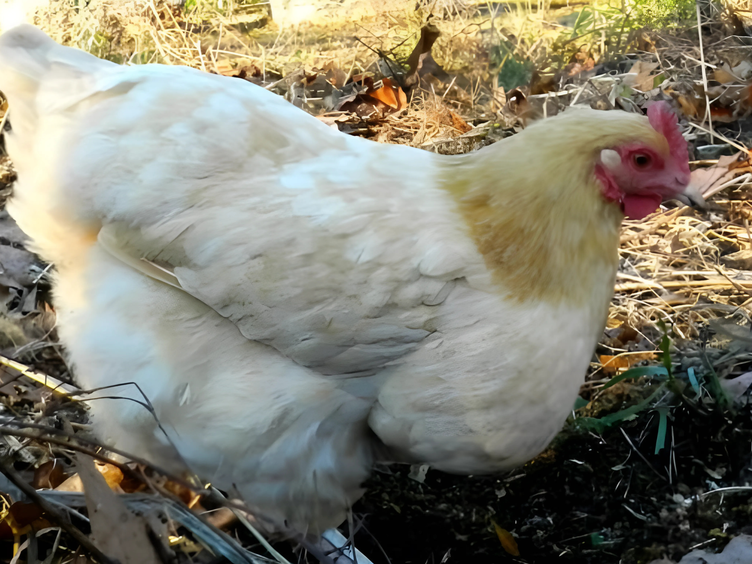 Impacted Crop – RVO Vet Corner Files