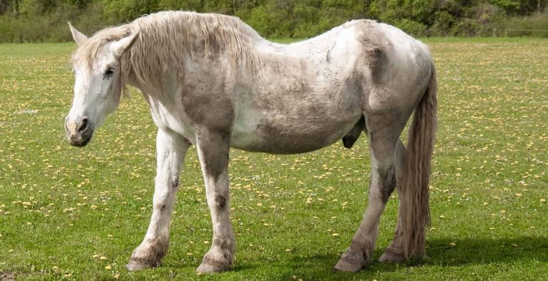Swollen Sheath: FAQ – RVO Vet Corner Files
